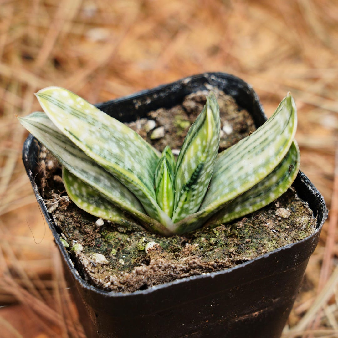 2.5" Live Succulent Plants, Gasteria Gracilis, Easy Care Plants - Etsy