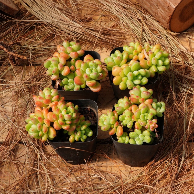 4" Live Succulent Plants, Sedeveria Shangri La, Easy Care Plants - Etsy