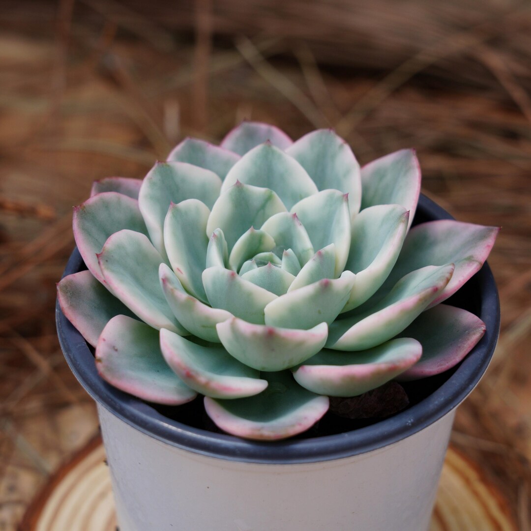 4" Live Succulent Plants, Echeveria Atlantis Variegated, Easy Care ...