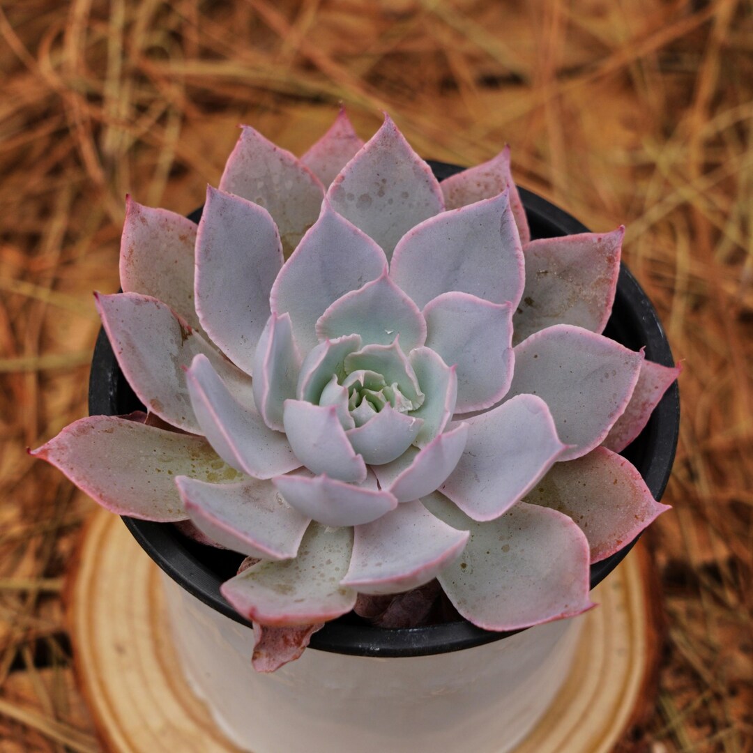 4" Live Succulent Plants, Echeveria Pinky, Easy Care Plants - Etsy