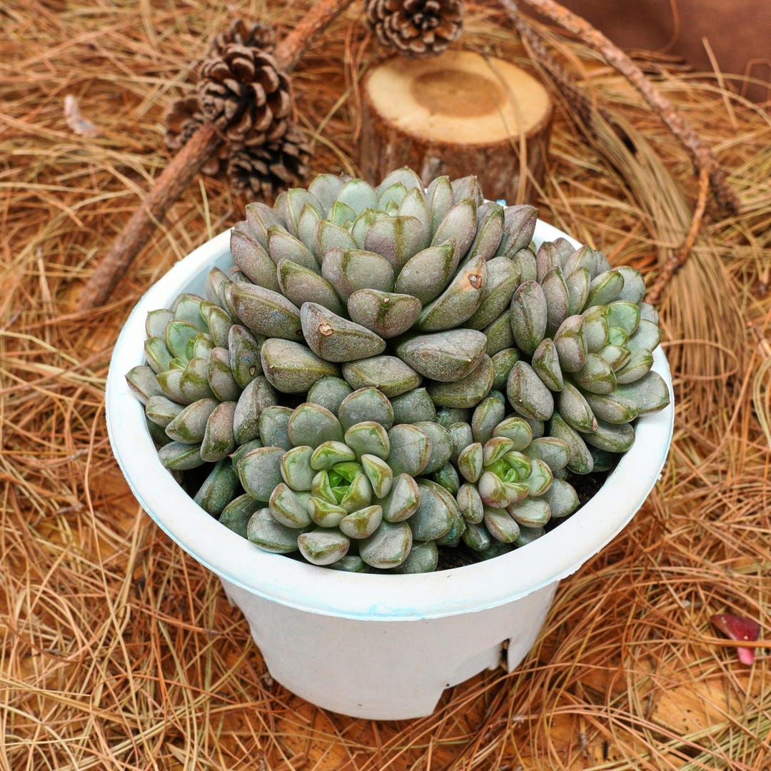 7" Live Succulent Plants, Graptoveria Amethorum, Easy Care Plants - Etsy