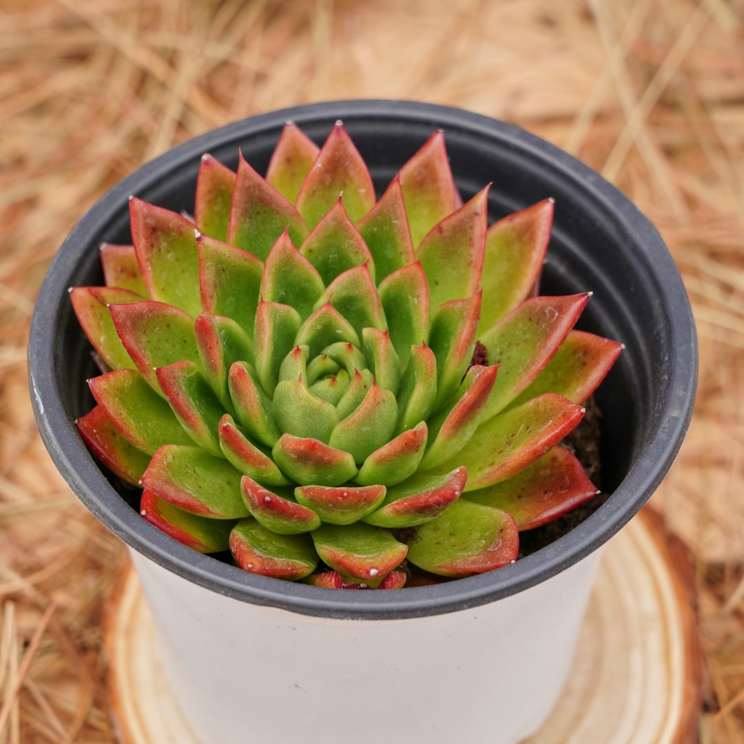 4" Live Succulent Plants, Echeveria Agavoides Red Edge, Easy Care Plants - Etsy