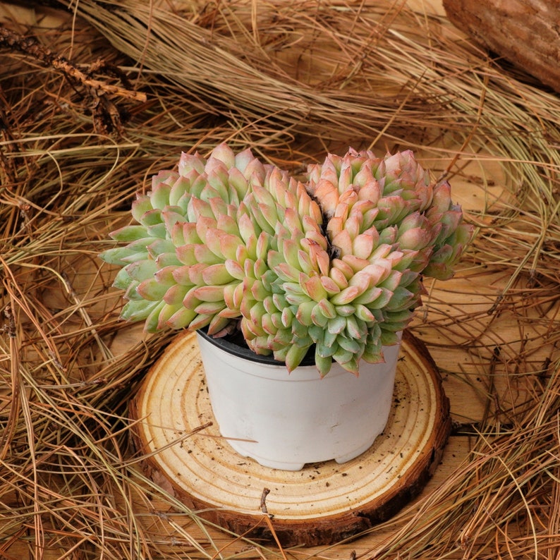 5" Live Succulent Plants, Echeveria Sasa Crested, Easy Care Plants - Etsy