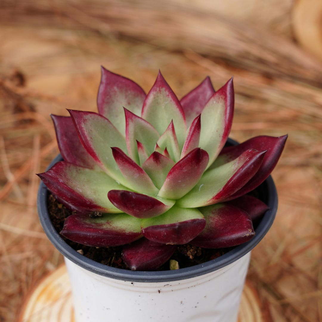 4" Live Succulent Plants, Echeveria Roca, Easy Care Plants - Etsy