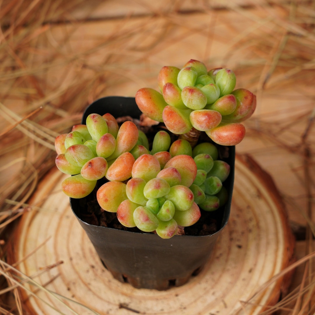 4" Live Succulent Plants, Sedeveria Shangri La, Easy Care Plants - Etsy