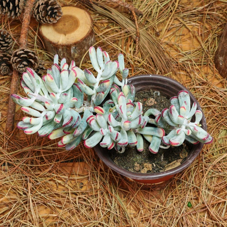 6" Live Succulent Plants, Cotyledon Orbiculata Cv. Long Leaf Variegated ...