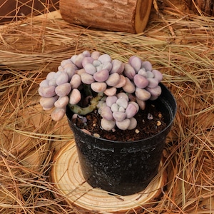 5" Live Succulent Plants, Graptopetalum Ellen, Easy Care Plants - Etsy