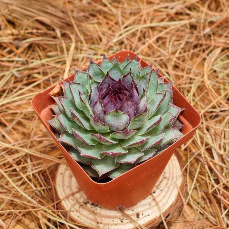 3" Live Succulent Plants, Echeveria God Beard Grass, Easy Care Plants ...