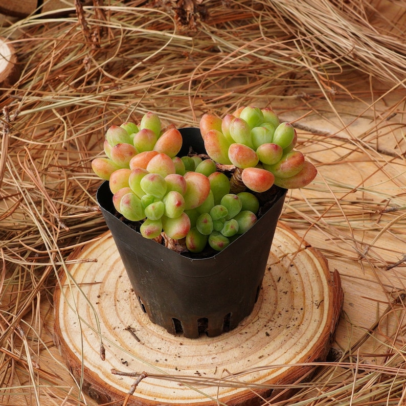 4" Live Succulent Plants, Sedeveria Shangri La, Easy Care Plants - Etsy