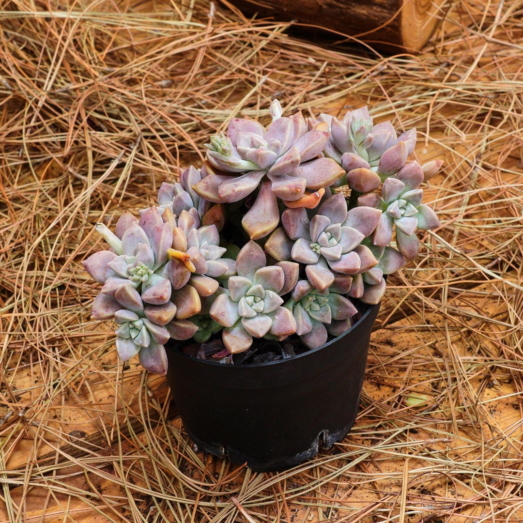 5" Live Succulent Plants, Graptopetalum Purple Haze, Easy Care Plants ...