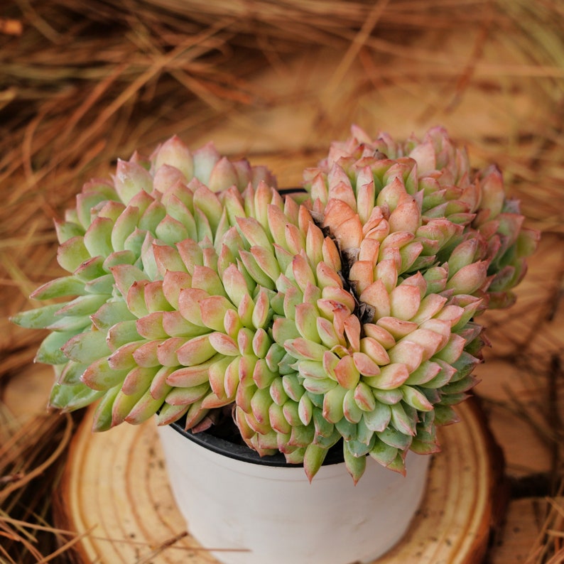 5" Live Succulent Plants, Echeveria Sasa Crested, Easy Care Plants - Etsy