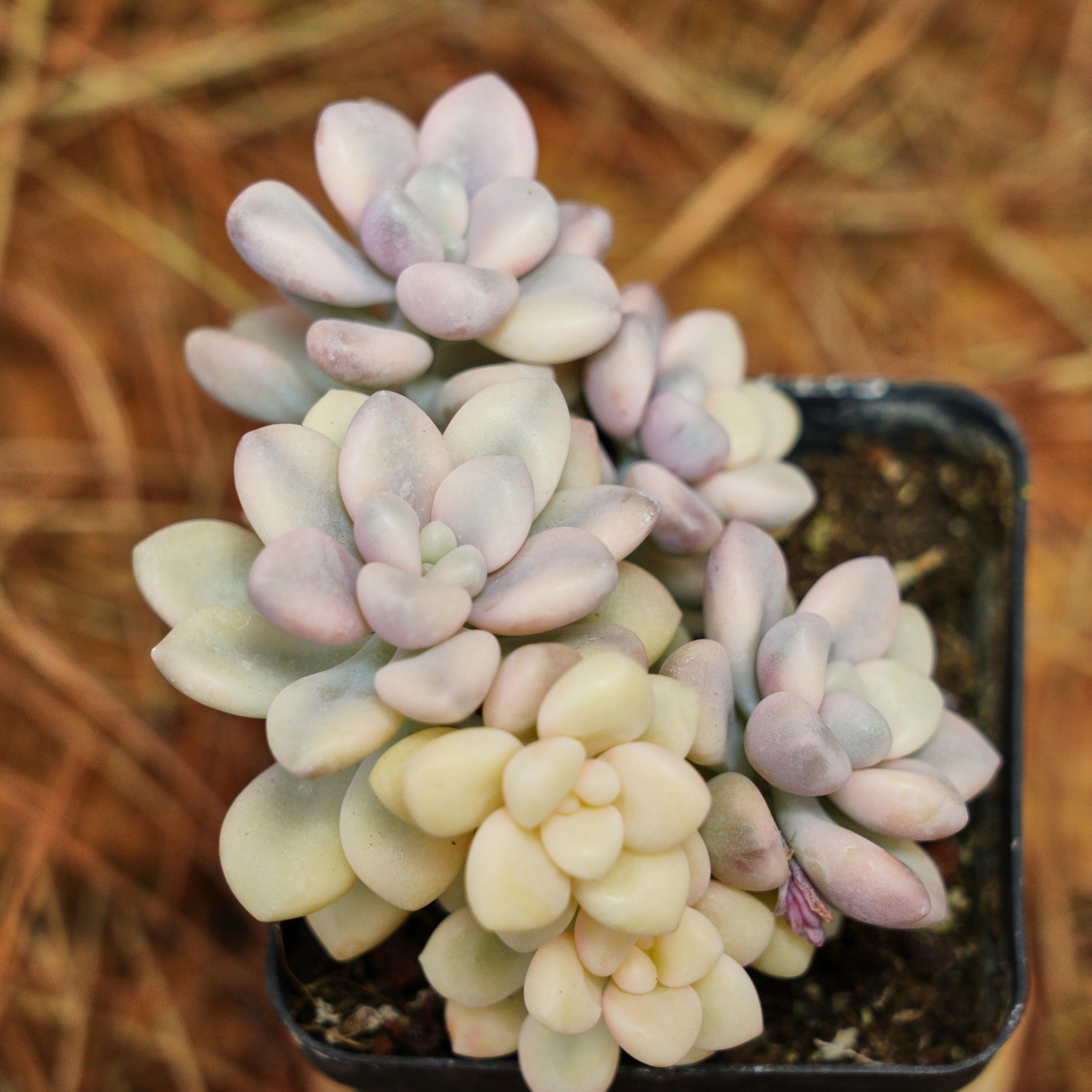 2.5" Live Succulent Plants, Graptopetalum Ellen Variegated, Easy Care ...