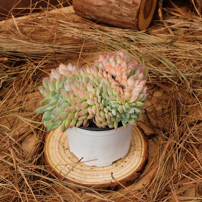 5" Live Succulent Plants, Echeveria Sasa Crested, Easy Care Plants - Etsy