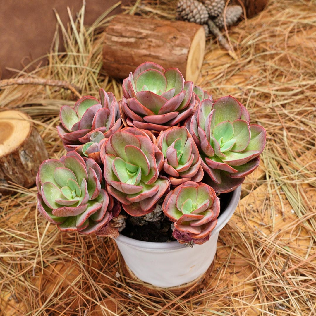 5" Live Succulent Plants, Echeveria Suyon, Easy Care Plants - Etsy