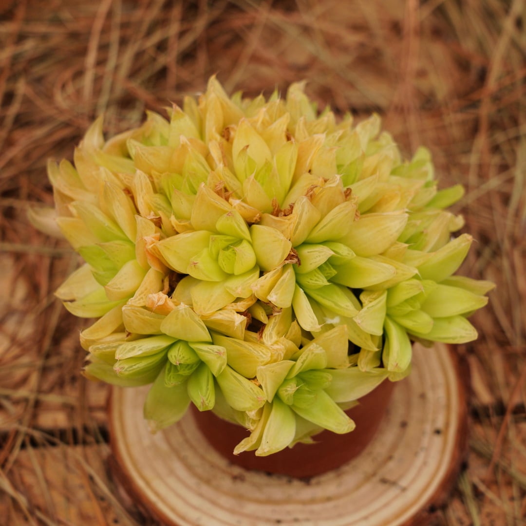5" Live Succulent Plants, Haworthia Cymbiformis Xantha Gold, Easy Care ...