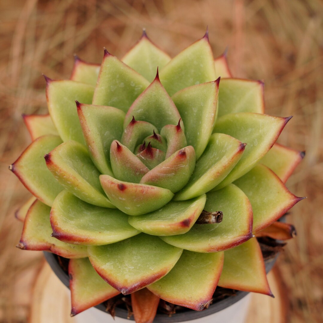 4" Live Succulent Plants, Echeveria Agavoides Ebony, Easy Care Plants - Etsy