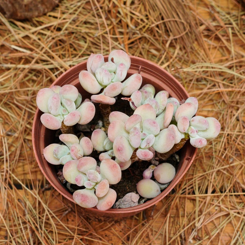 4" Live Succulent Plants, Pachyphytum Oviferum Mikadukibijin, Easy Care ...