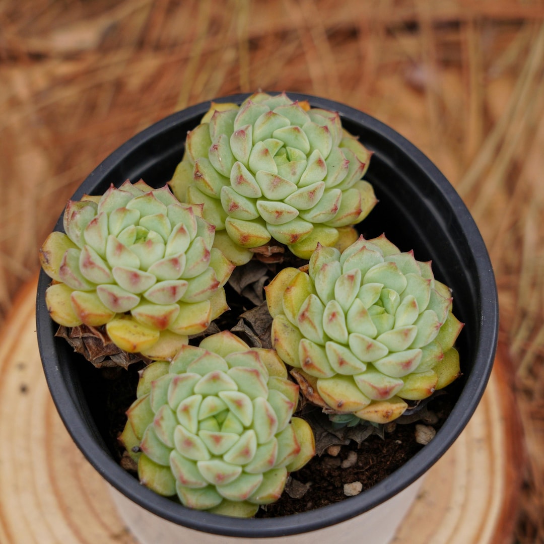 4" Live Succulent Plants, Echeveria Panda Face, Easy Care Plants - Etsy
