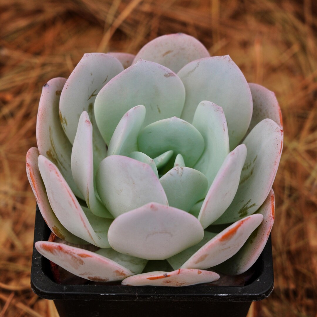 5" Live Succulent Plants, Echeveria Cream Tea, Easy Care Plants - Etsy