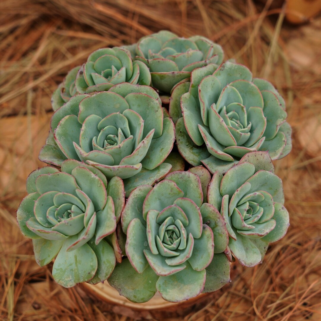 5" Live Succulent Plants, Echeveria Atlantis, Easy Care Plants - Etsy