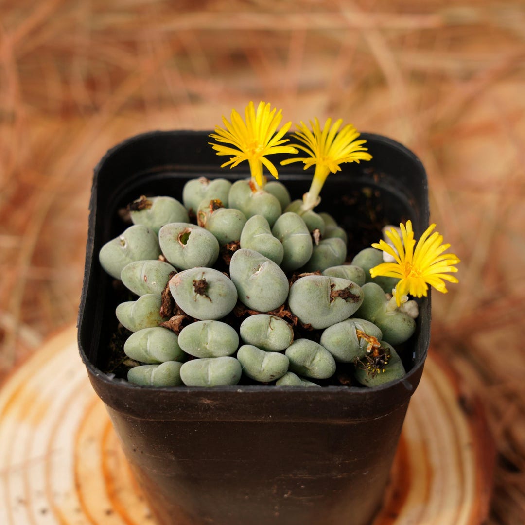 2.5" Live Succulent Plants, Conophytum Luiseae, Easy Care Plants - Etsy