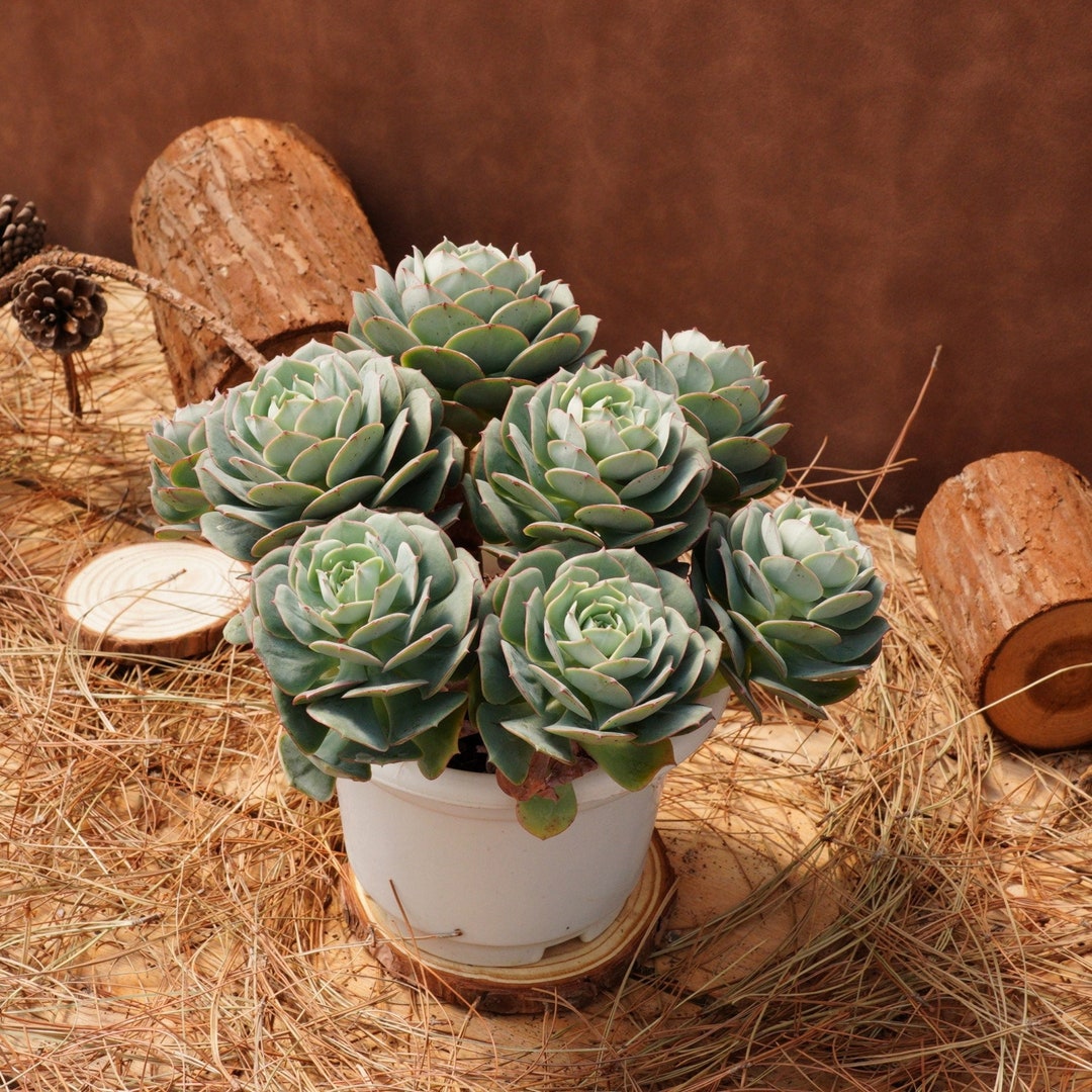 7" Live Succulent Plants, Echeveria Claudia Rose, Easy Care Plants - Etsy