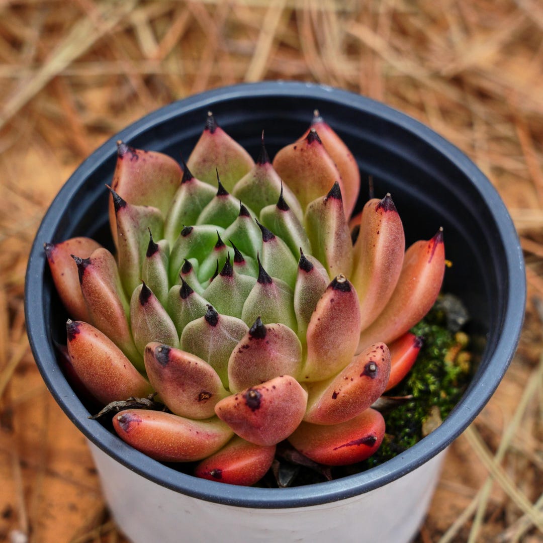 3.5" Live Succulent Plants, Echeveria Agavoides Halloween, Easy Care Plants - Etsy