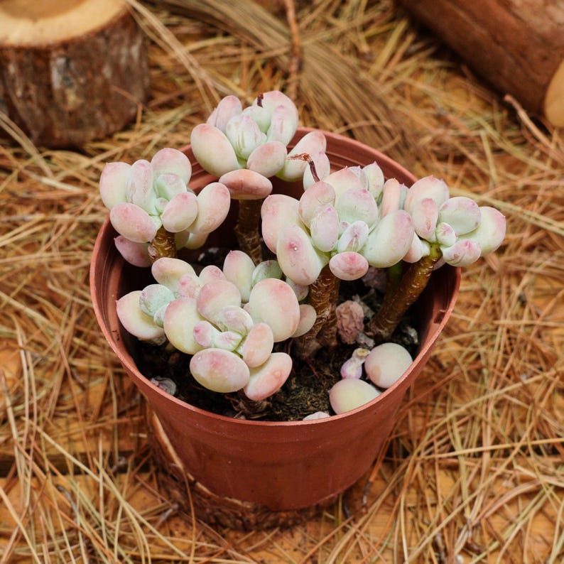 4" Live Succulent Plants, Pachyphytum Oviferum Mikadukibijin, Easy Care ...