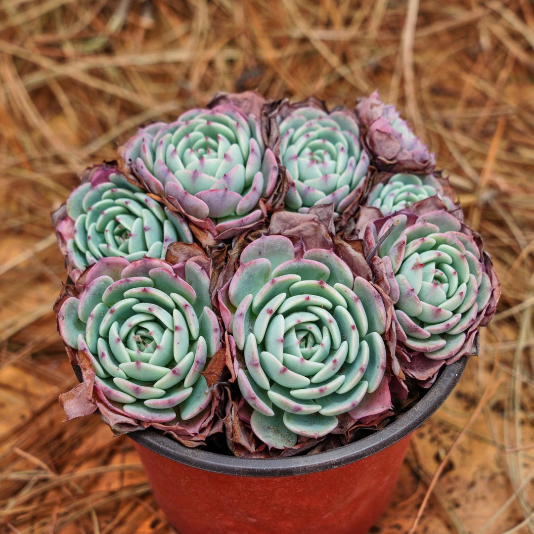 5" Live Succulent Plants, Echeveria Secunda, Easy Care Plants - Etsy