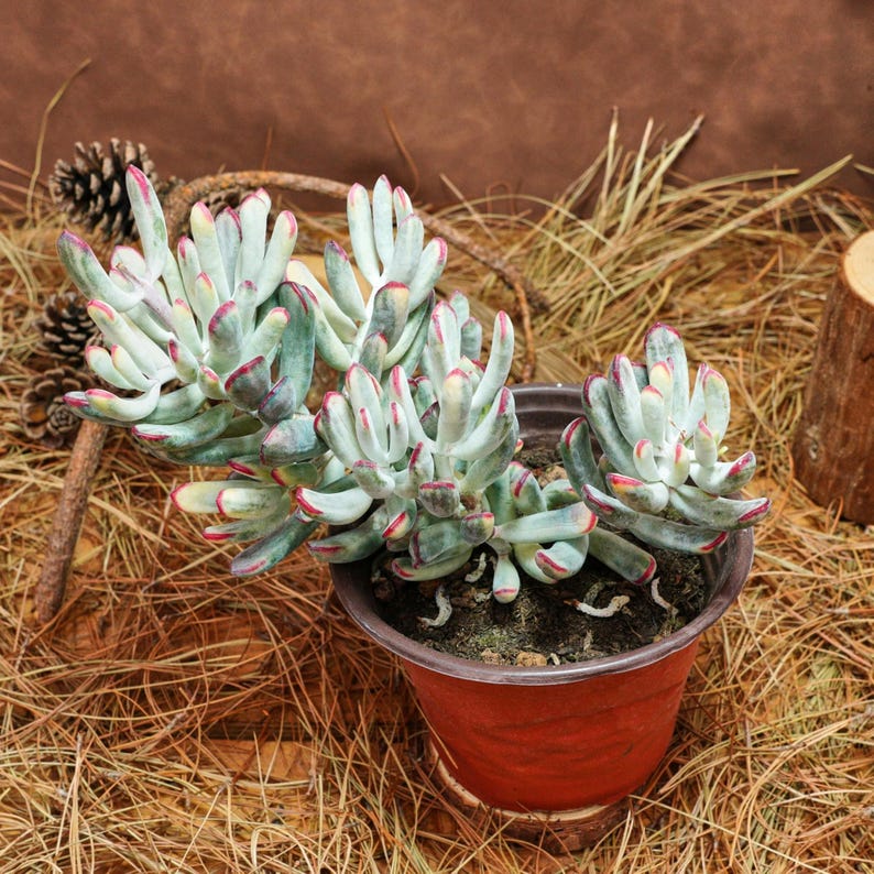 6" Live Succulent Plants, Cotyledon Orbiculata Cv. Long Leaf Variegated ...