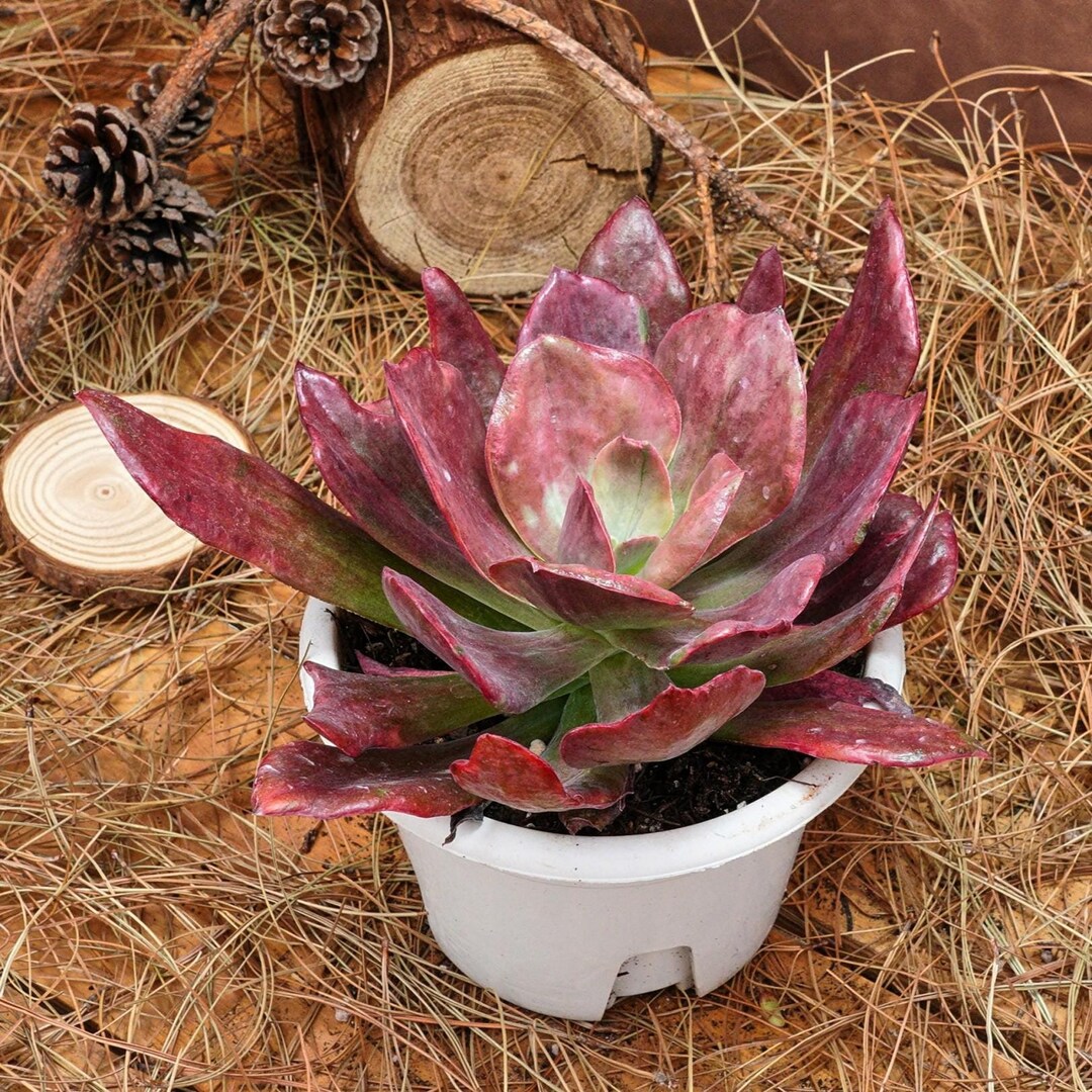 7" Live Succulent Plants, Echeveria Diamond Variegated, Easy Care ...