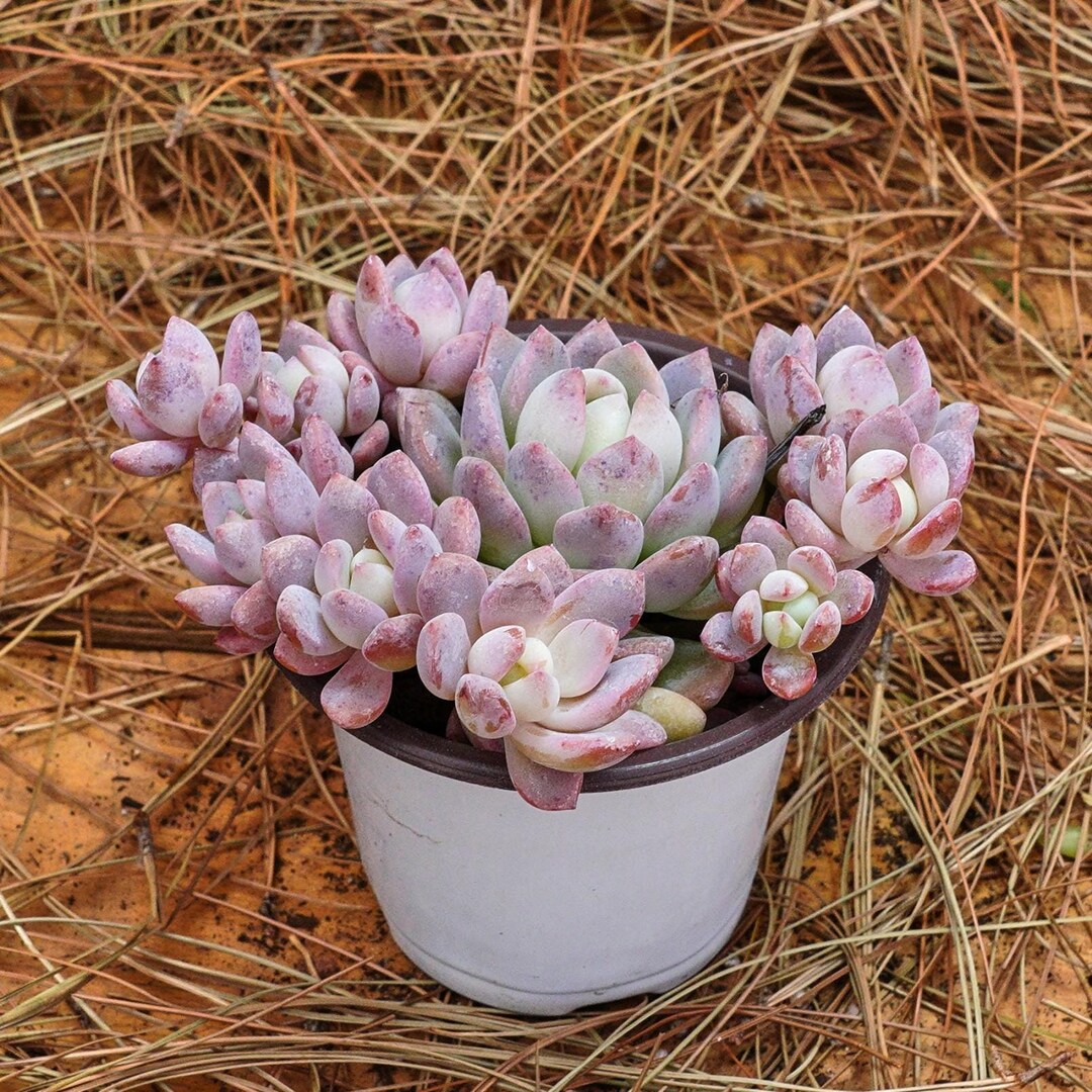 4" Live Succulent Plants, Echeveria Small Red Peach, Easy Care Plants ...
