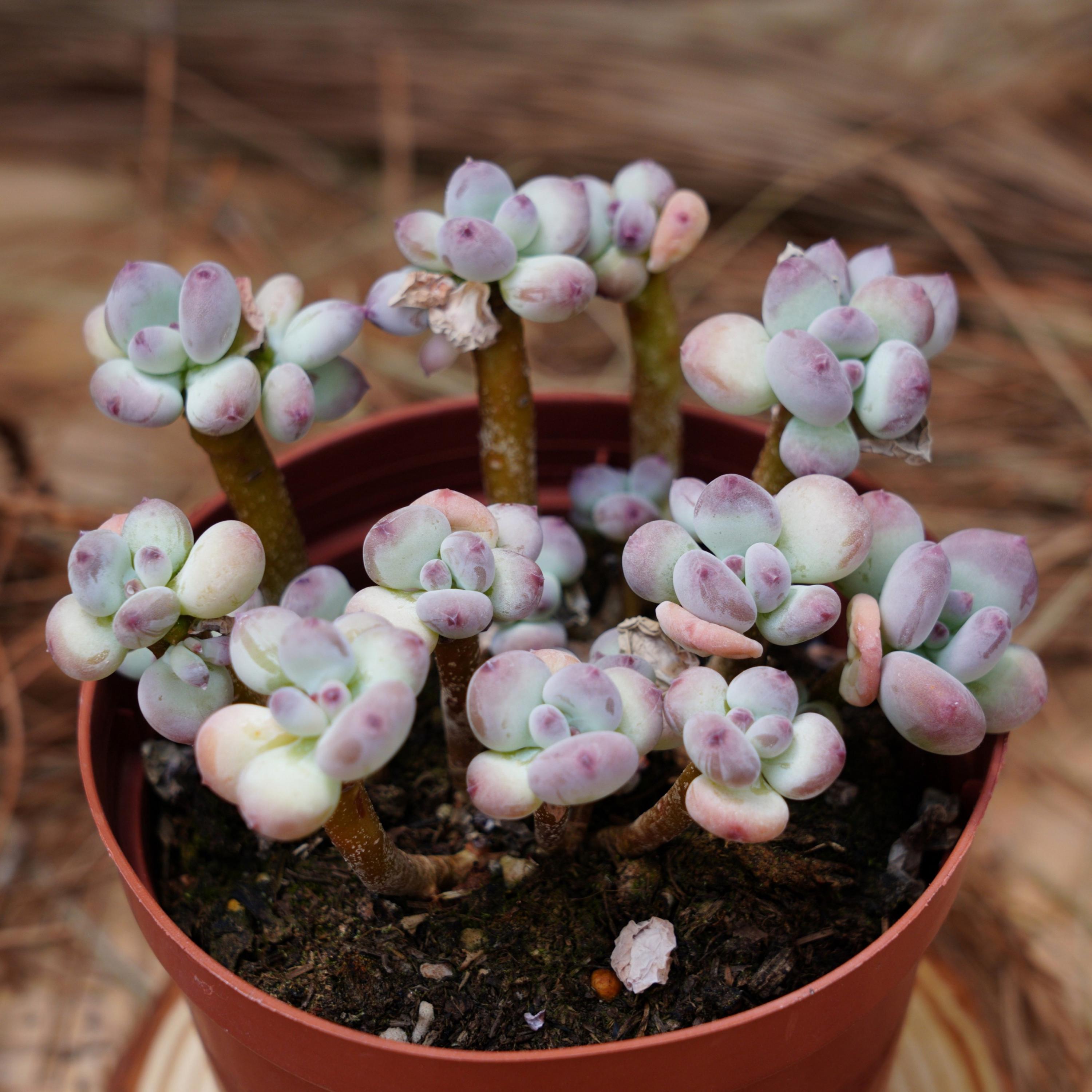 4" Live Succulent Plants, Pachyphytum Oviferum Mikadukibijin, Easy Care ...