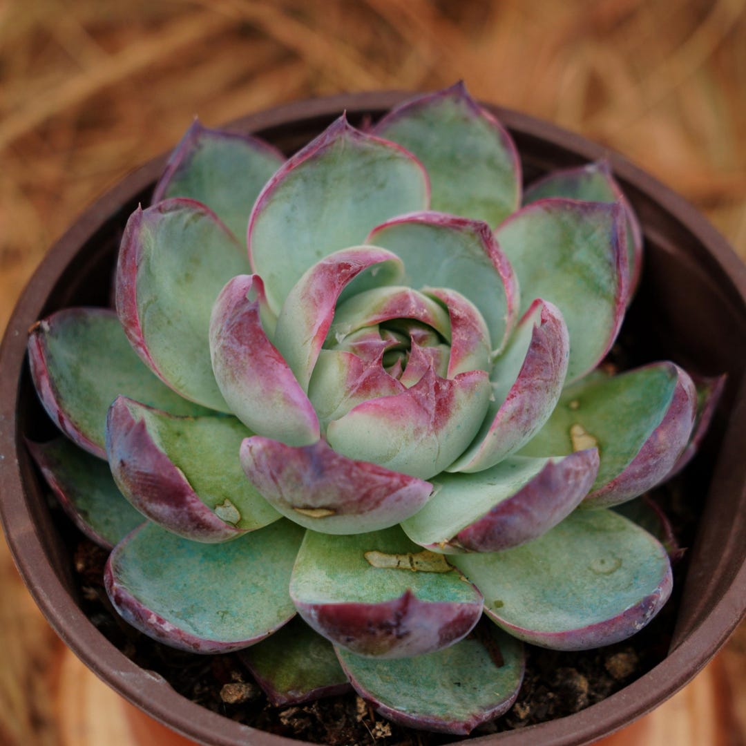 4" Live Succulent Plants, Echeveria Agavoides Casio, Easy Care Plants - Etsy