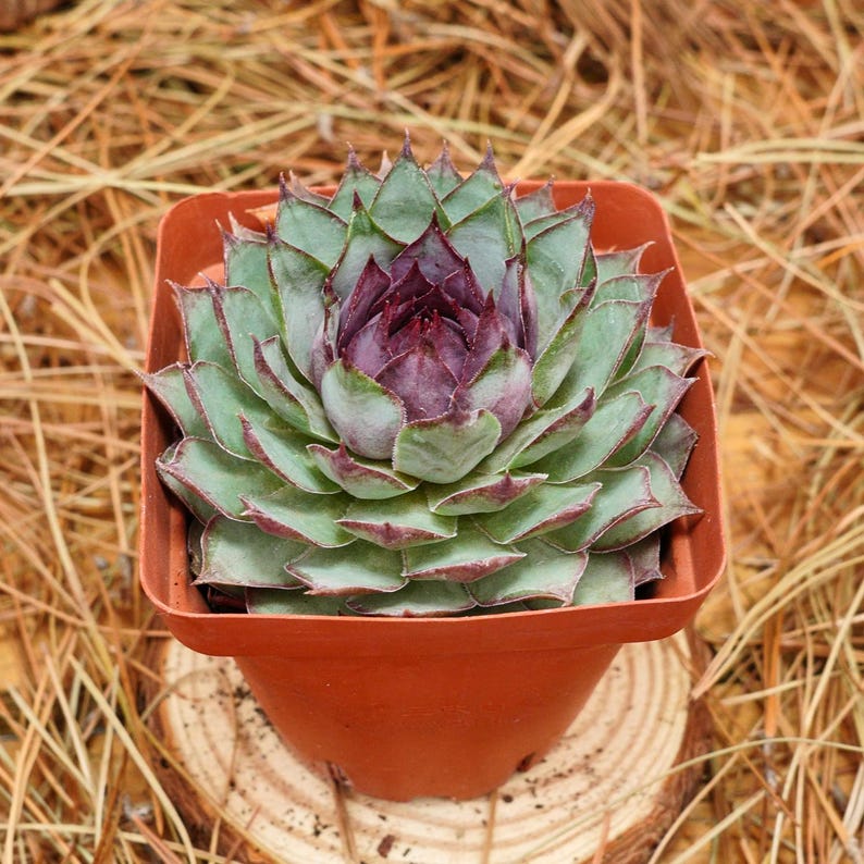 3" Live Succulent Plants, Echeveria God Beard Grass, Easy Care Plants ...