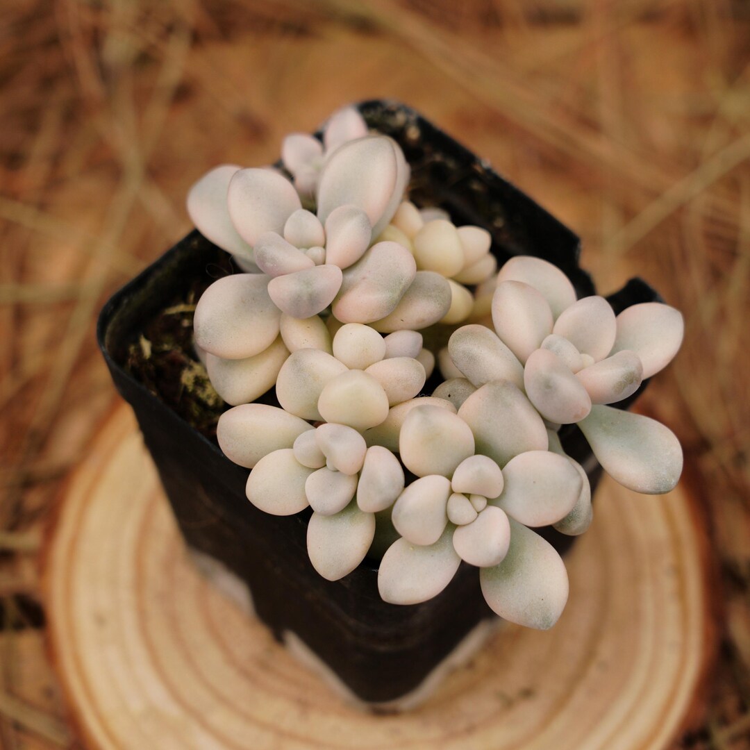 3" Live Succulent Plants, Graptopetalum SP Ellen Variegated, Easy Care ...