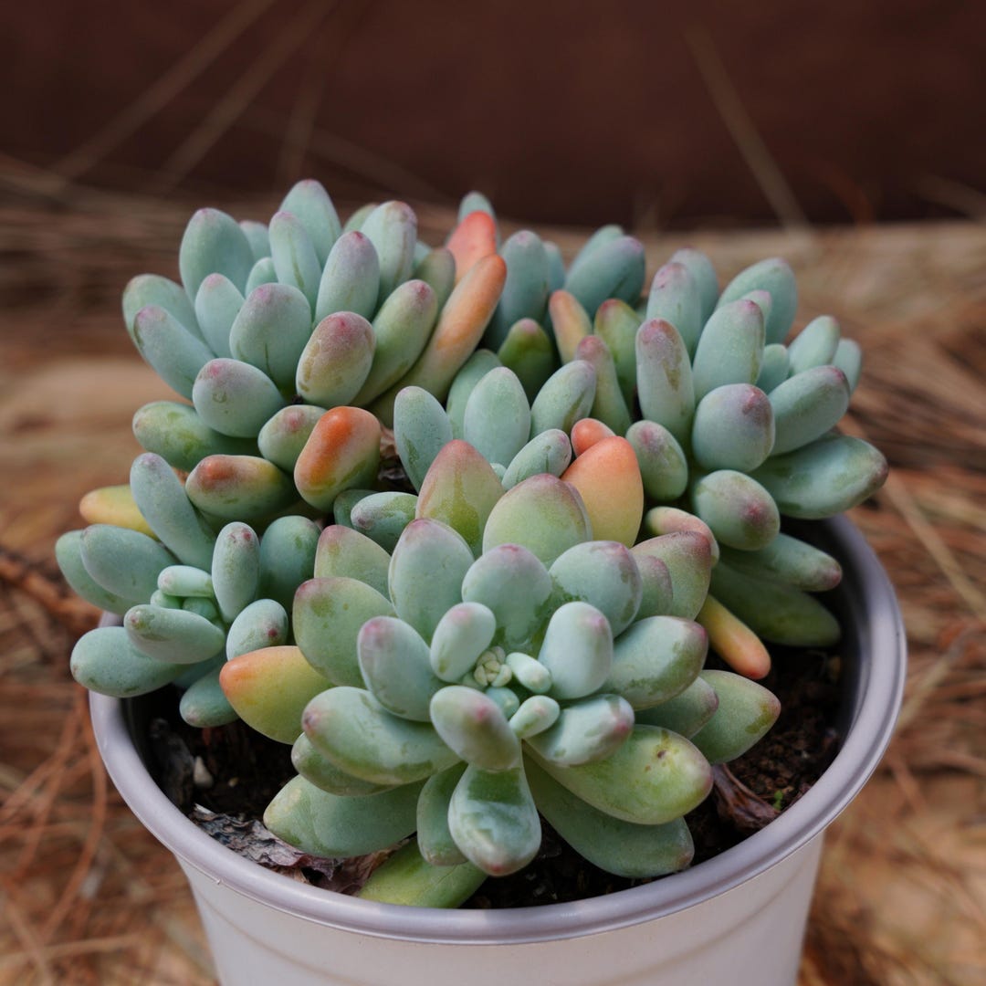 5" Live Succulent Plants, Pachyphytum Garciae, Easy Care Plants - Etsy