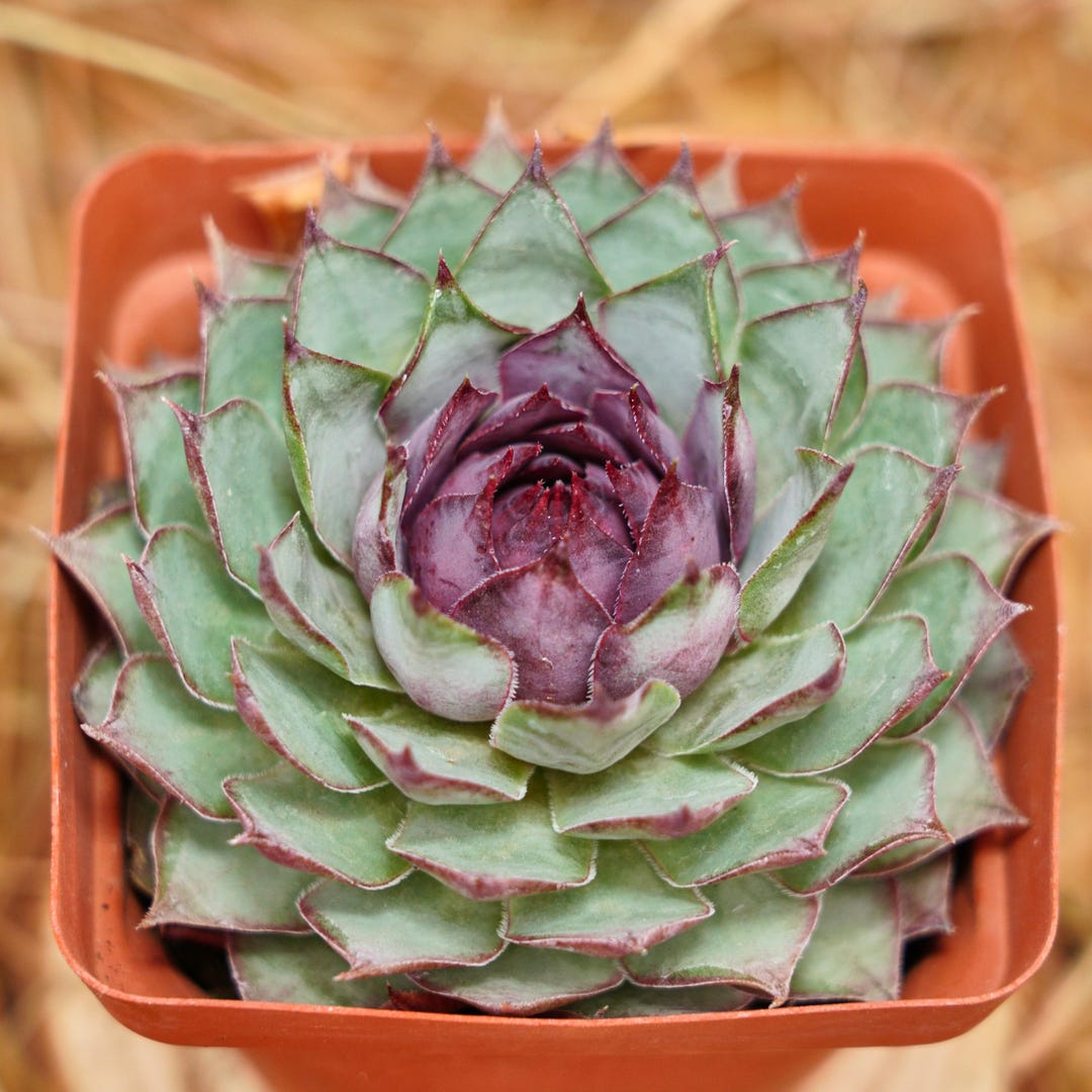 3" Live Succulent Plants, Echeveria God Beard Grass, Easy Care Plants ...