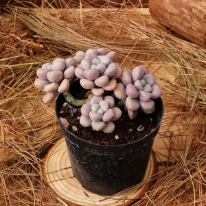 5" Live Succulent Plants, Graptopetalum Ellen, Easy Care Plants - Etsy