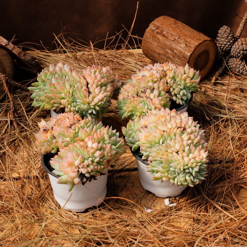 5" Live Succulent Plants, Echeveria Sasa Crested, Easy Care Plants - Etsy