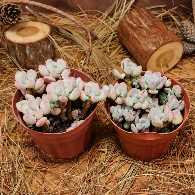 4" Live Succulent Plants, Pachyphytum Oviferum Mikadukibijin, Easy Care ...