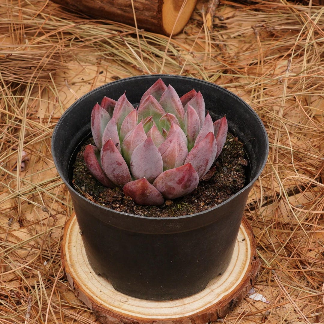 3" Live Succulent Plants, Echeveria Ring, Easy Care Plants - Etsy