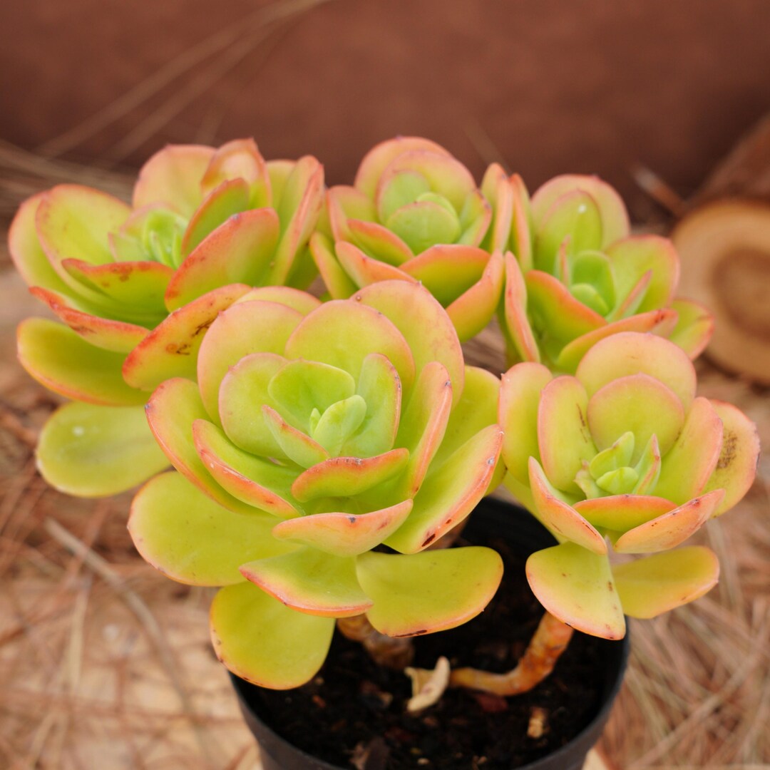 5" Live Succulent Plants, Echeveria Multicalulis Ginmei Tennyo, Easy ...