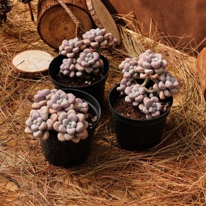 5" Live Succulent Plants, Graptopetalum Ellen, Easy Care Plants - Etsy