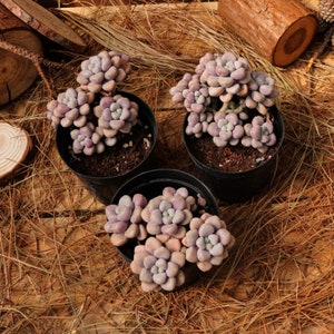 5" Live Succulent Plants, Graptopetalum Ellen, Easy Care Plants - Etsy