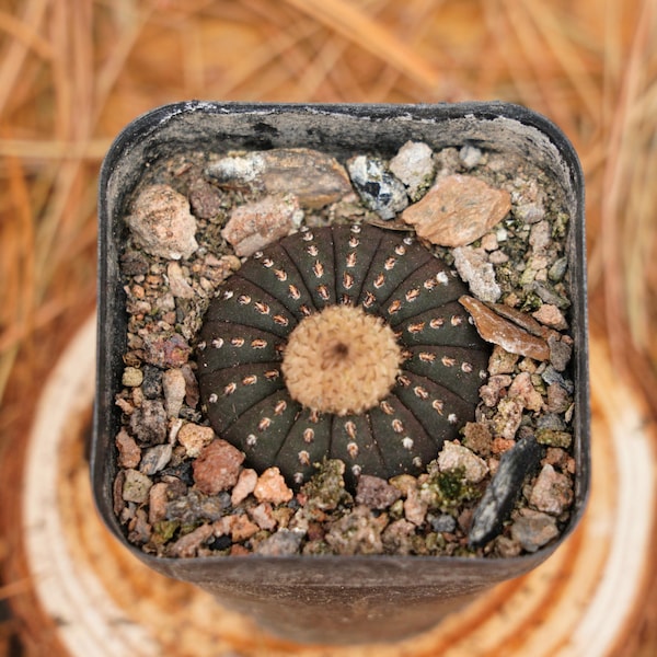 Astrophytum Seeds - Etsy