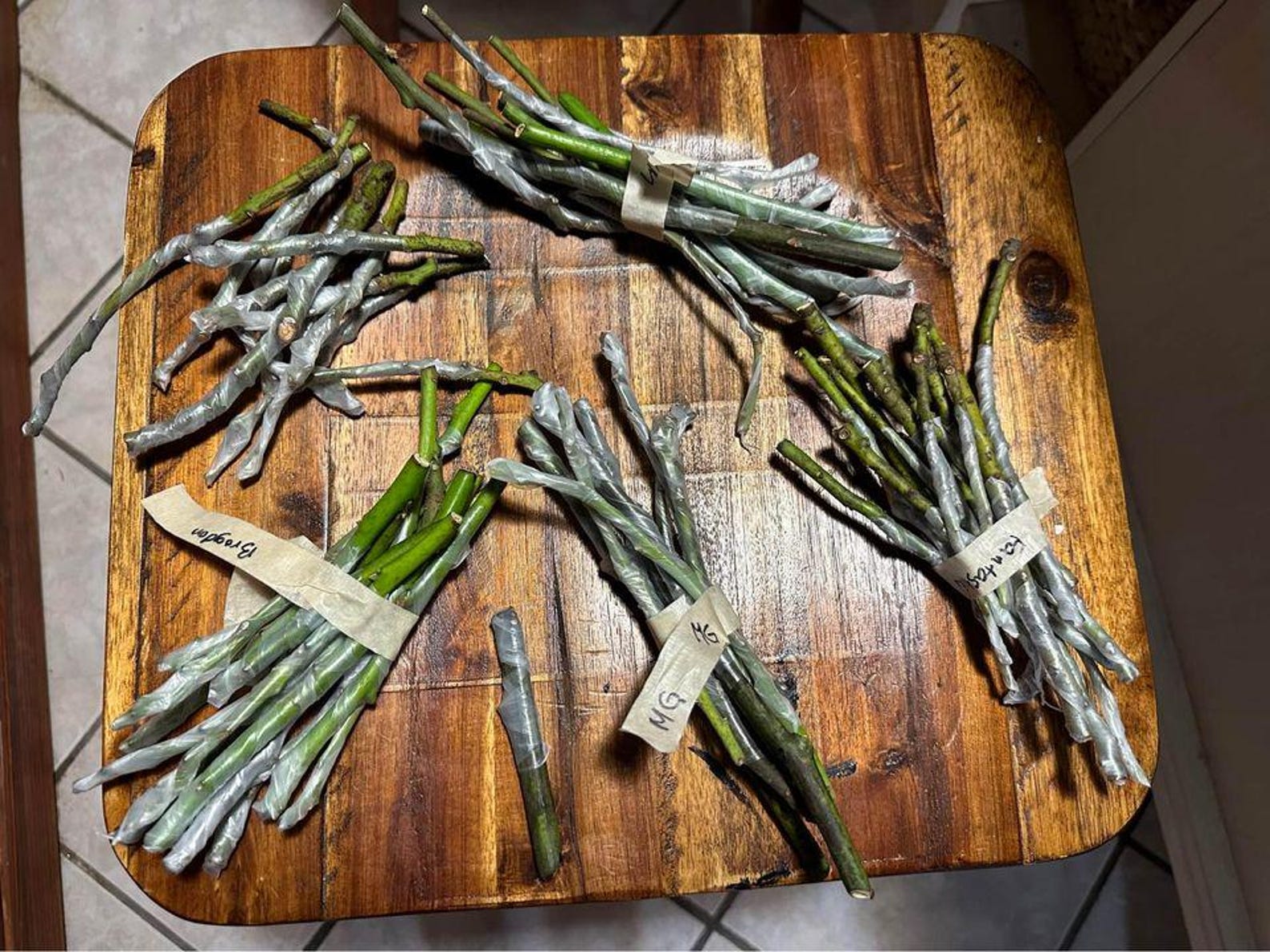 4 Avocado Budwood Cuttings Scions for Grafting Harvest to Order - Etsy