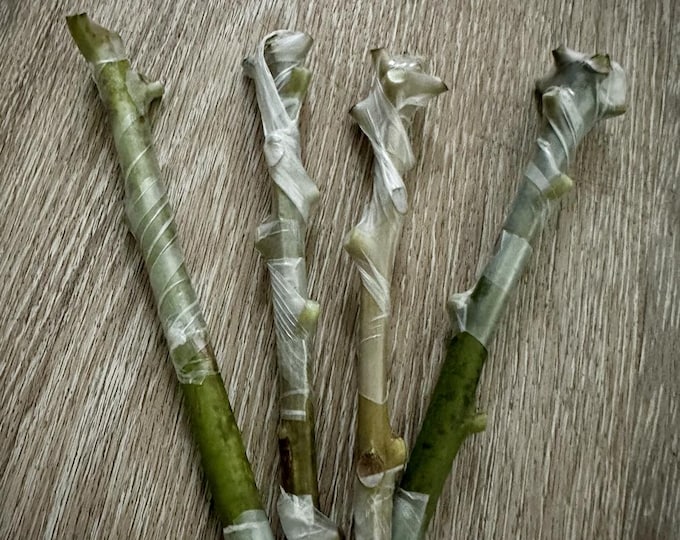 4 Mango Scions Budwood Cuttings for Grafting Cut to Order - Etsy