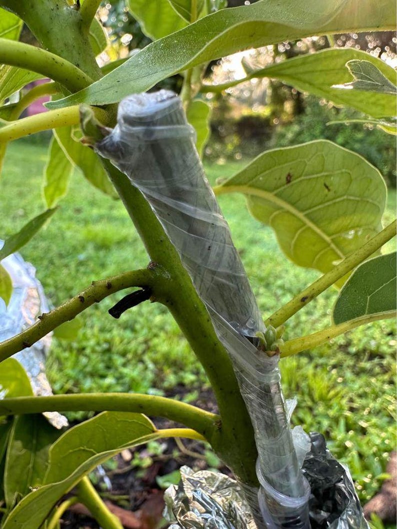 4 Avocado Budwood Cuttings Scions for Grafting Harvest to Order - Etsy