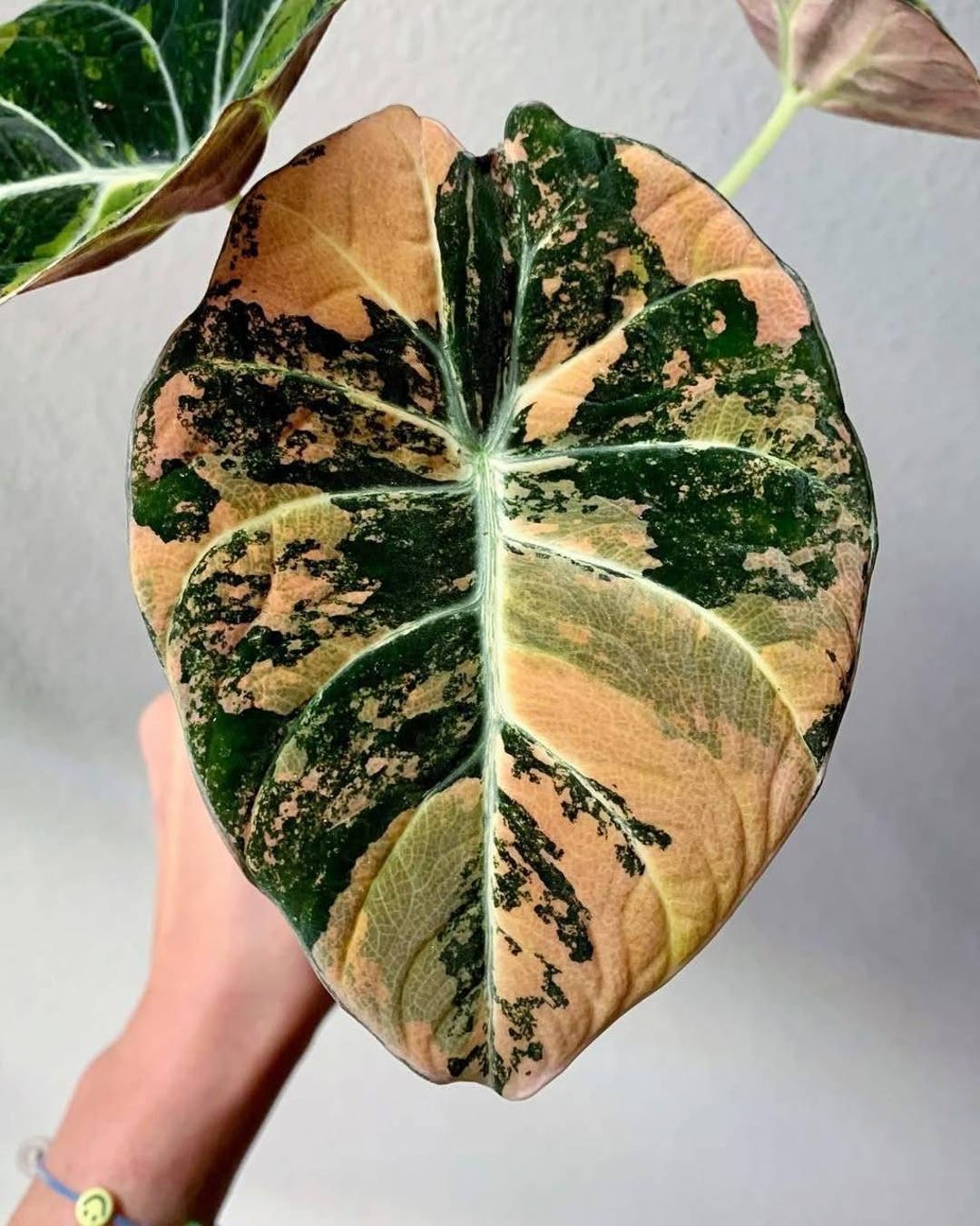 Alocasia Variegated Black Velvet Rose Gold Corms - Etsy